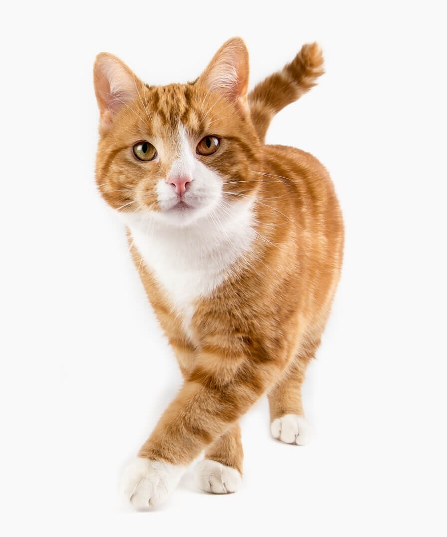 Goed hondenvoer en kattenvoer online bestellen | Pets Deli